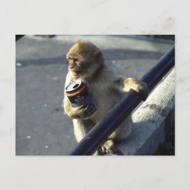 Monkey Drinking Postcard | Zazzle