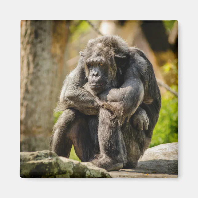 Monkey Fridge Magnet | Zazzle