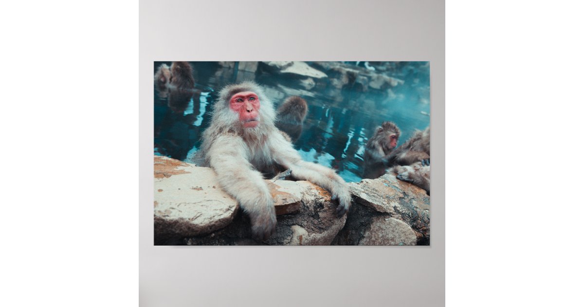 Monkey Hot Springs Poster | Zazzle