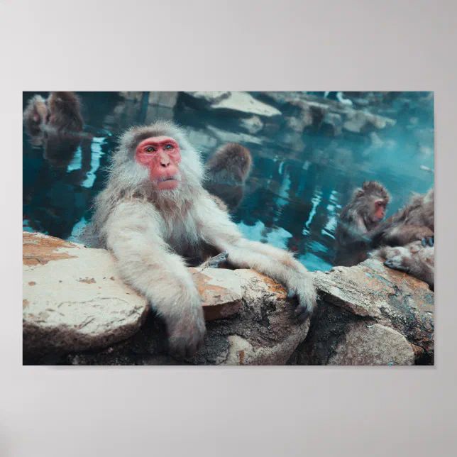 Monkey Hot Springs Poster | Zazzle