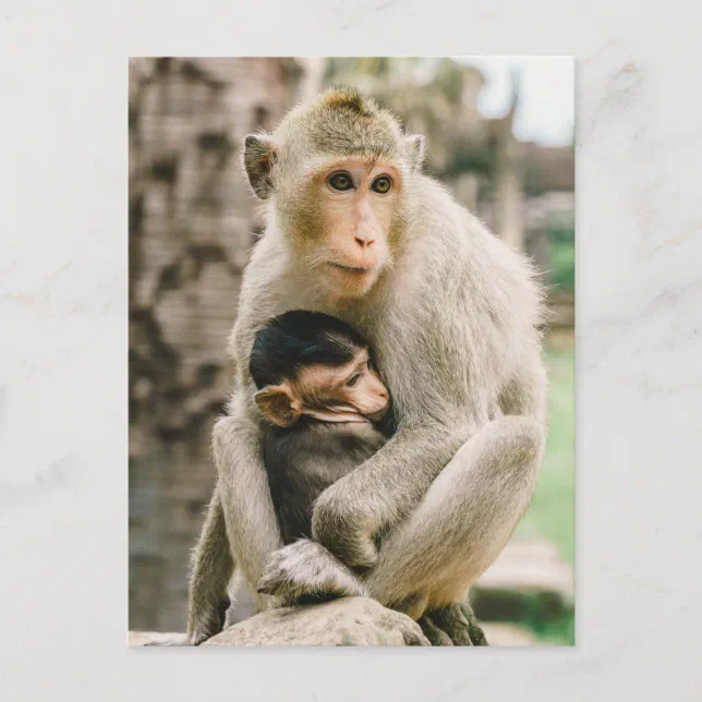 Monkey Mama & Baby Postcard | Zazzle