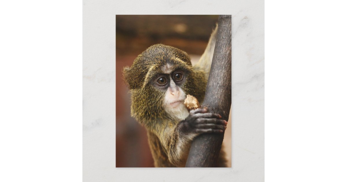 Monkey Postcard | Zazzle