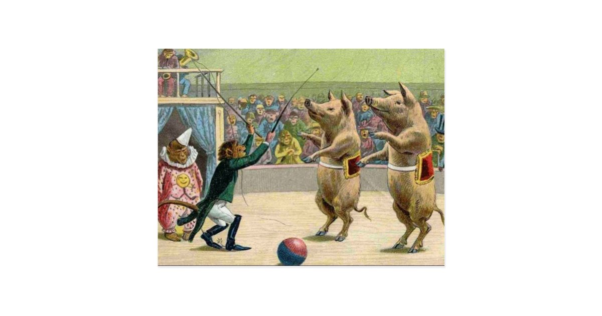 Monkey Ringmaster and Circus Pigs Postcard | Zazzle.com