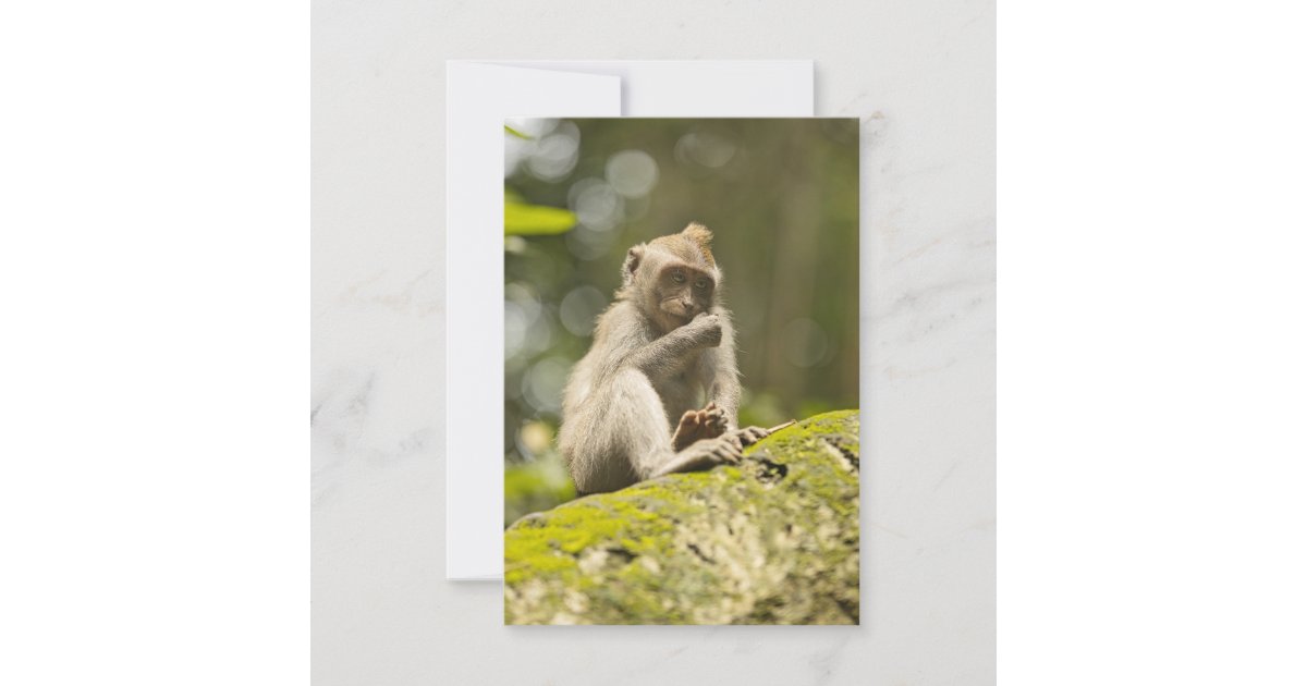 Monkey Thank You Card | Zazzle