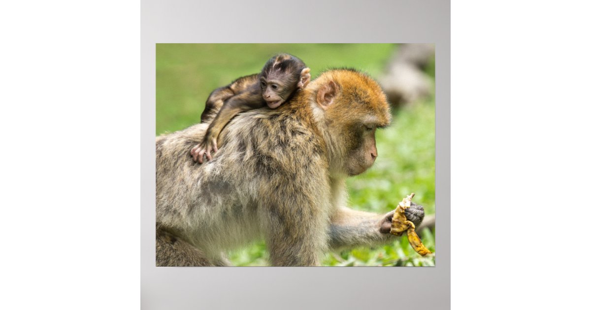 Monkeys Poster | Zazzle