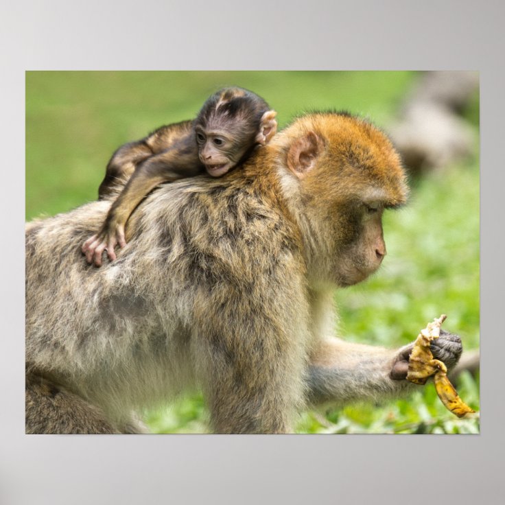 Monkeys Poster | Zazzle