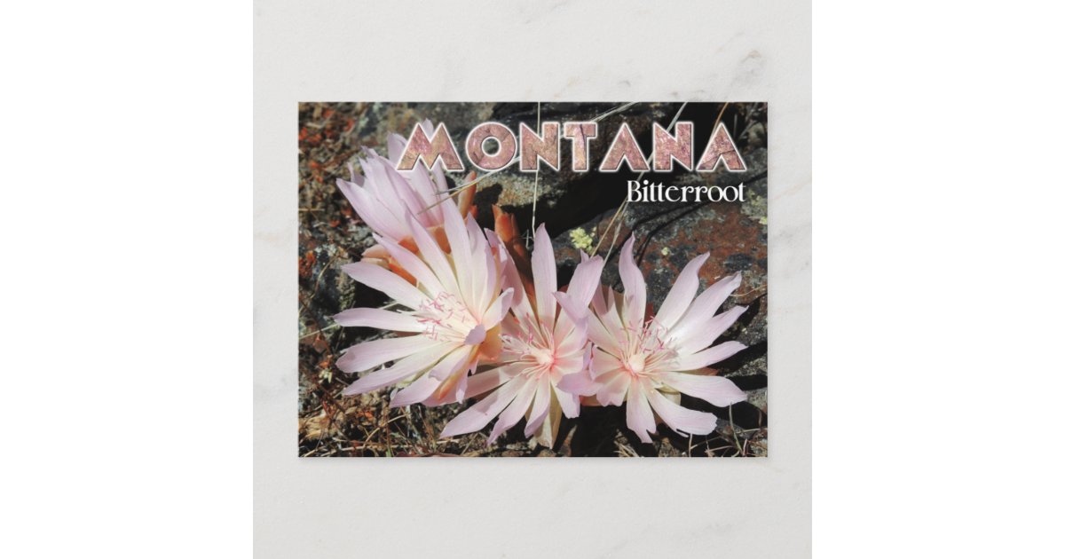 Montana State Flower: Bitterroot Postcard | Zazzle