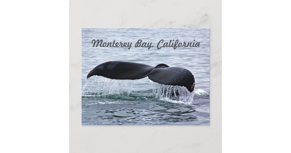 Monterey Bay Whale Tail Postcard | Zazzle