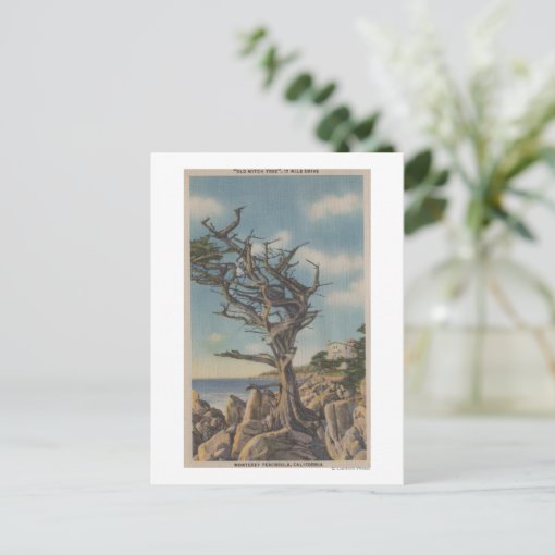 Monterey, CA - Old Witch Tree on 17 Mile Postcard | Zazzle