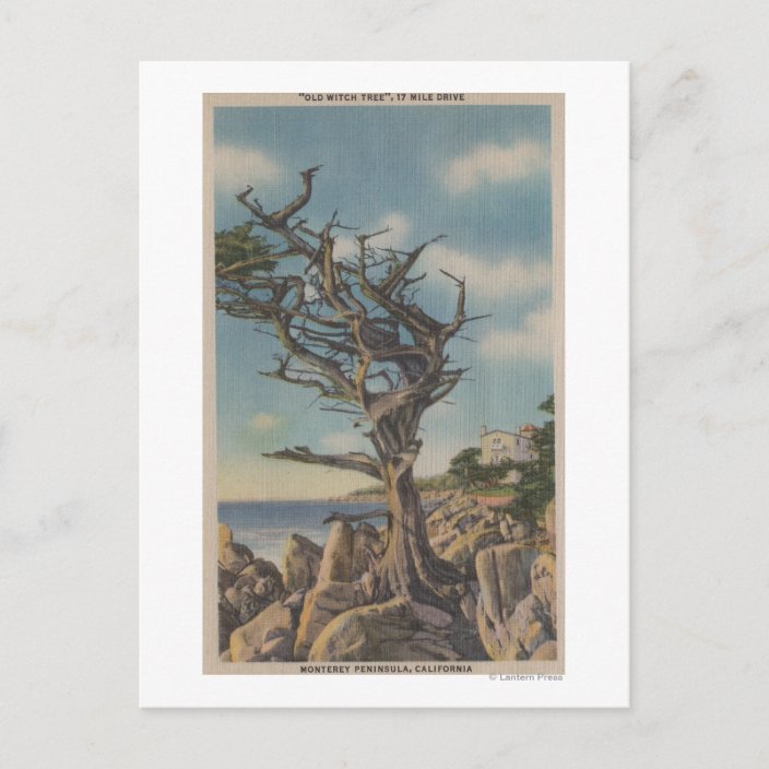 Monterey, CA - Old Witch Tree on 17 Mile Postcard | Zazzle.com