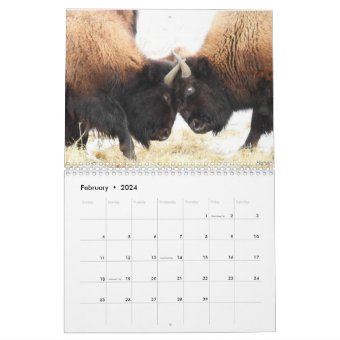 Monthly Bison Calendar - National Parks Edition | Zazzle