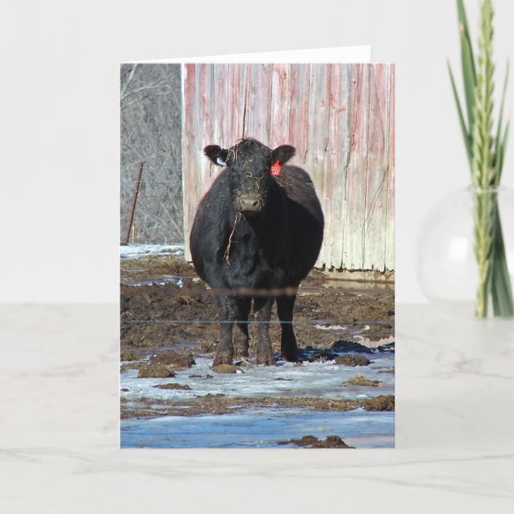 Moo Card | Zazzle