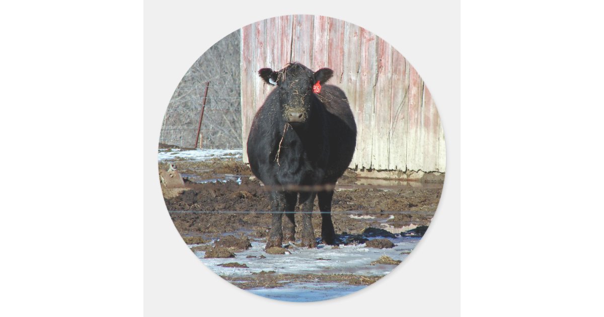 Moo Classic Round Sticker | Zazzle
