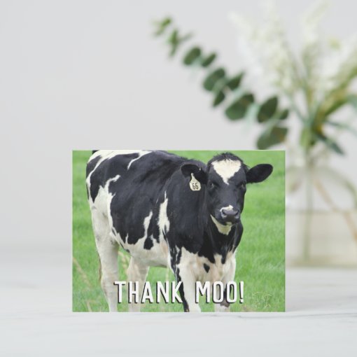 Moo Cow Thank You Postcard | Zazzle