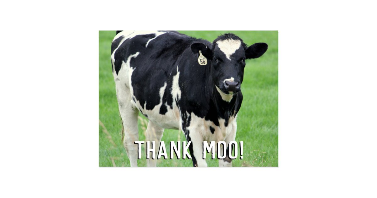 Moo Cow Thank You Postcard | Zazzle.com