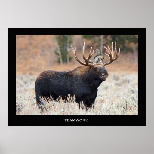 Moose and Squirrel "TEAMWORK" Motivational Poster | Zazzle.com