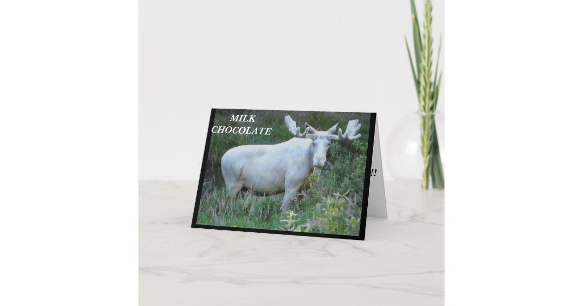 Moose Birthday Card | Zazzle