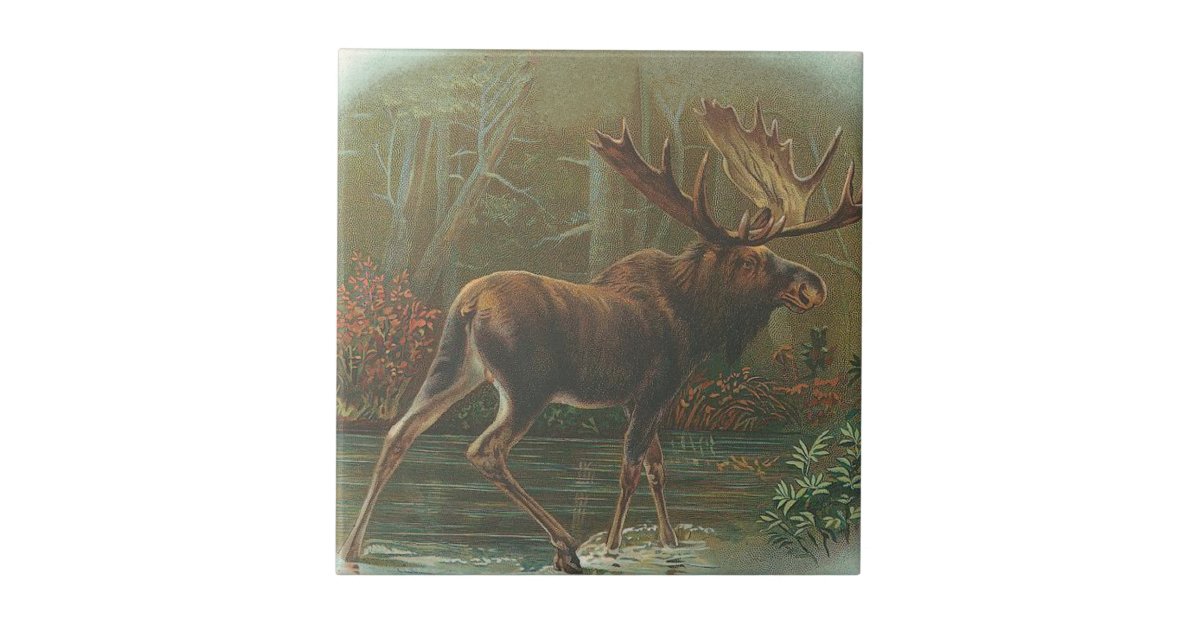 Moose Ceramic Tile | Zazzle