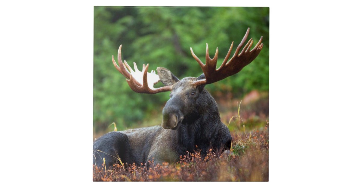 Moose Ceramic Tile | Zazzle