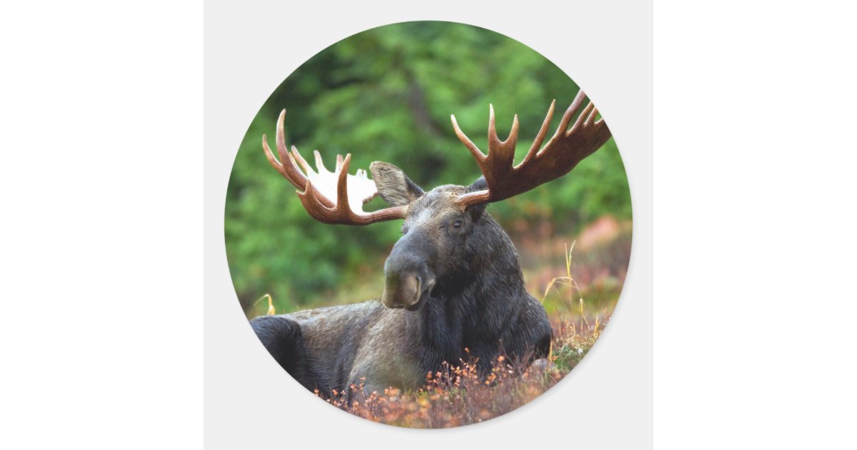 Moose Classic Round Sticker | Zazzle