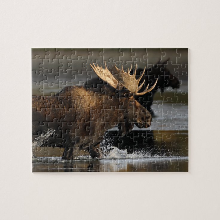 Moose Jigsaw Puzzle | Zazzle