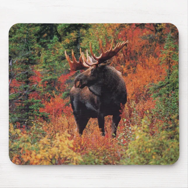 moose mouse pad | Zazzle