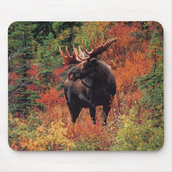 moose mouse pad | Zazzle.com