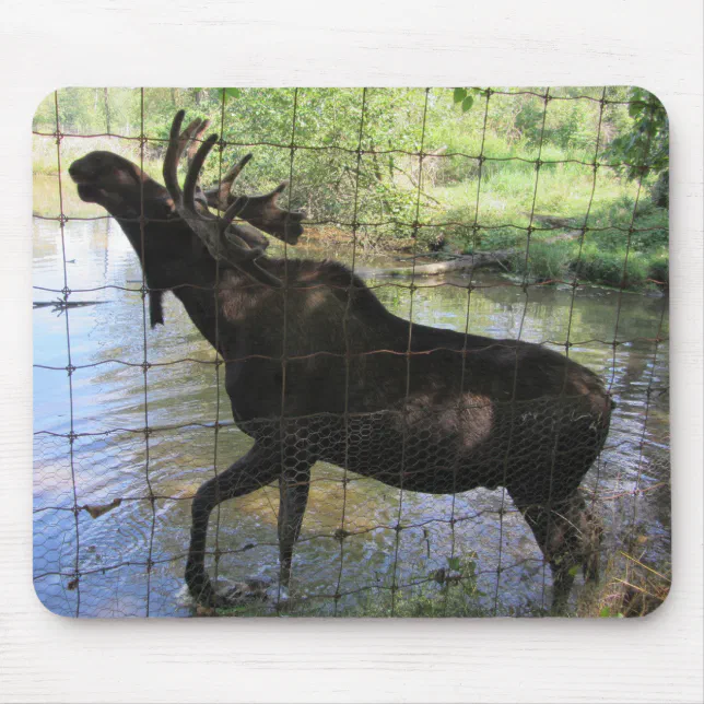 Moose Mouse Pad | Zazzle