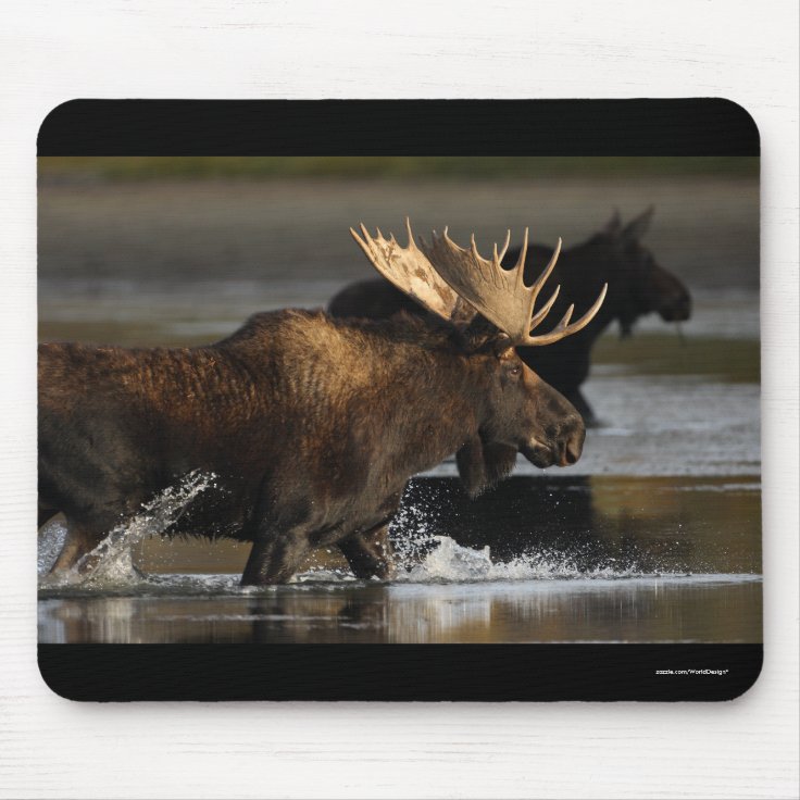 Moose Mouse Pad | Zazzle