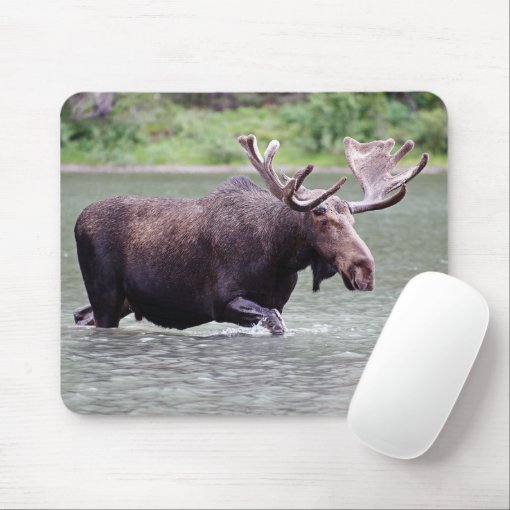 Moose on a Mission Mouse Pad | Zazzle