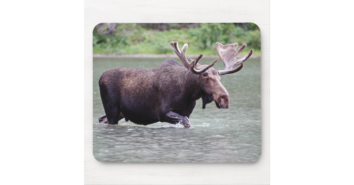Moose on a Mission Mouse Pad | Zazzle