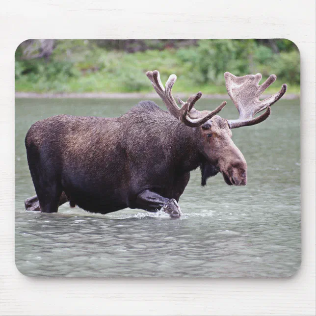 Moose on a Mission Mouse Pad | Zazzle
