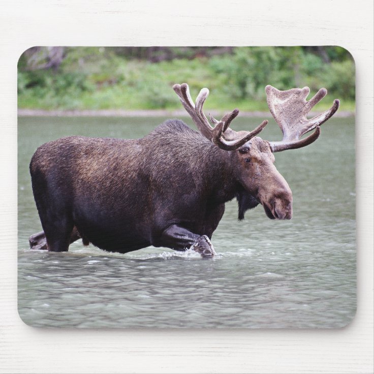 Moose on a Mission Mouse Pad | Zazzle