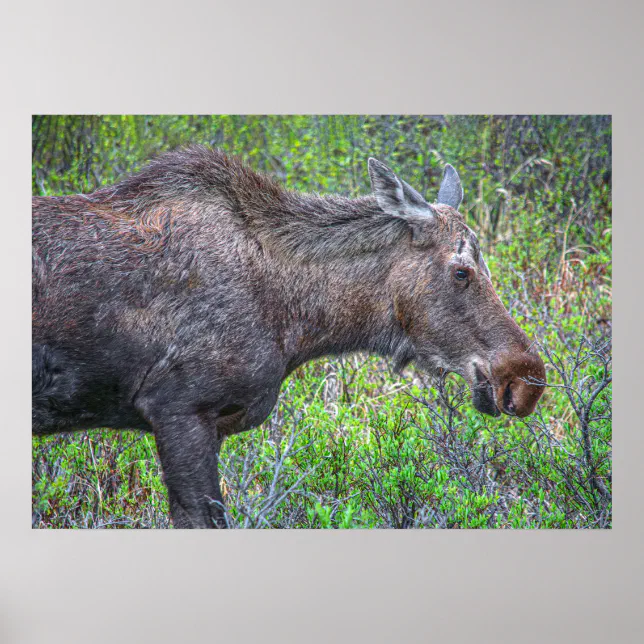 Moose Portrait Poster | Zazzle