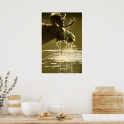 Moose Poster | Zazzle