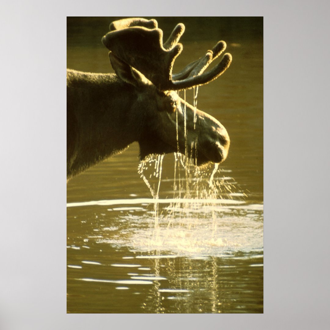 Moose Poster | Zazzle