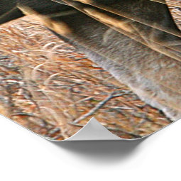 Moose Poster | Zazzle