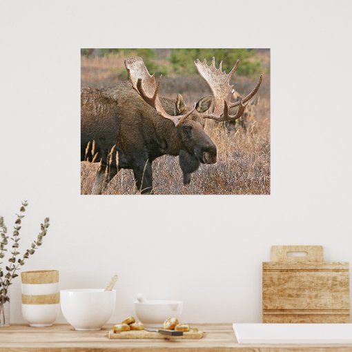 Moose Poster | Zazzle