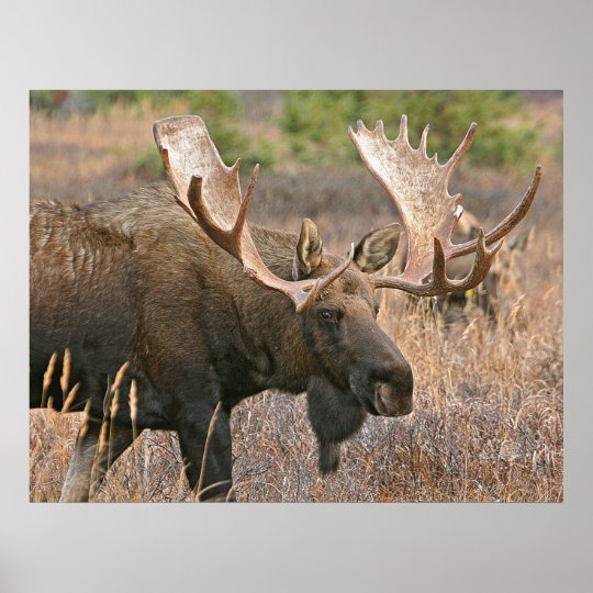 Moose Poster | Zazzle.com