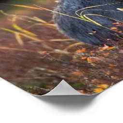 Moose Poster | Zazzle