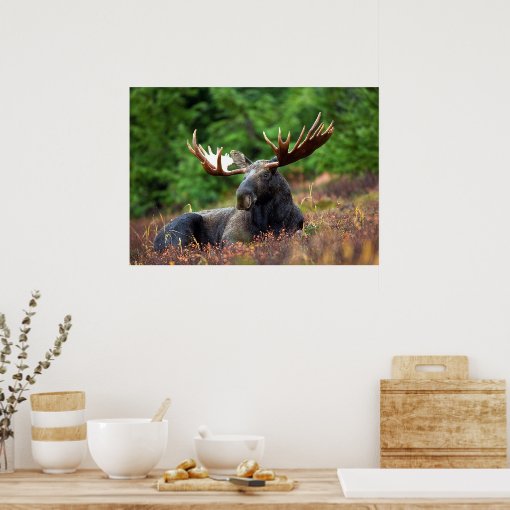 Moose Poster | Zazzle