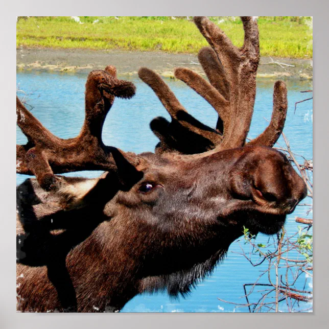 Moose Poster Print | Zazzle