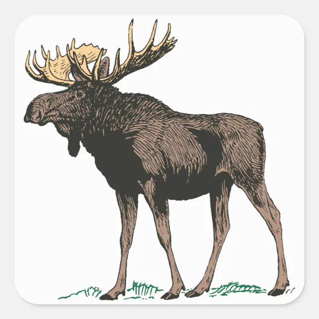 Moose Stickers | Zazzle