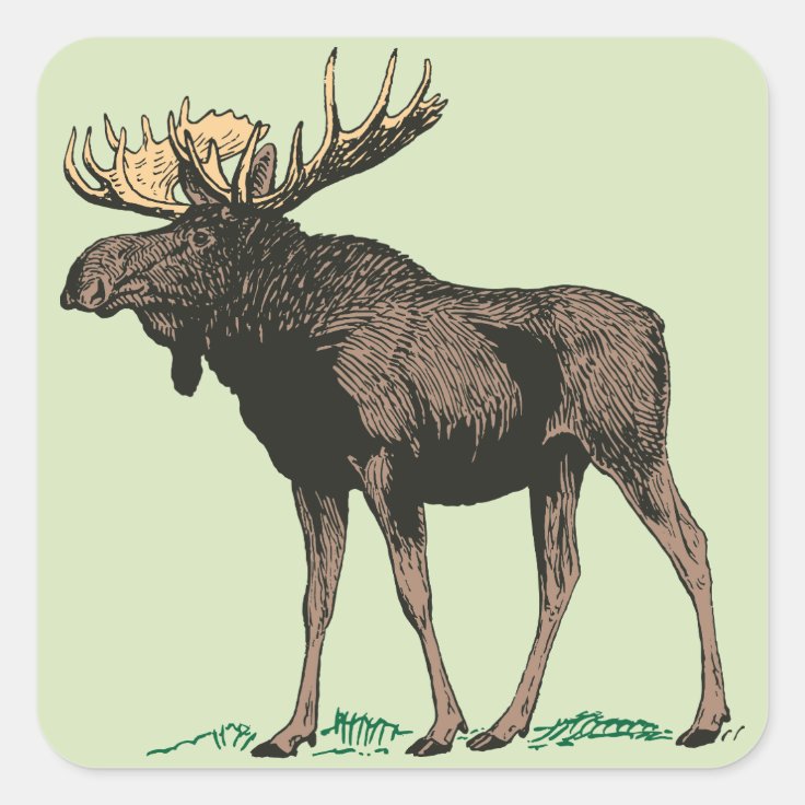 Moose Stickers | Zazzle