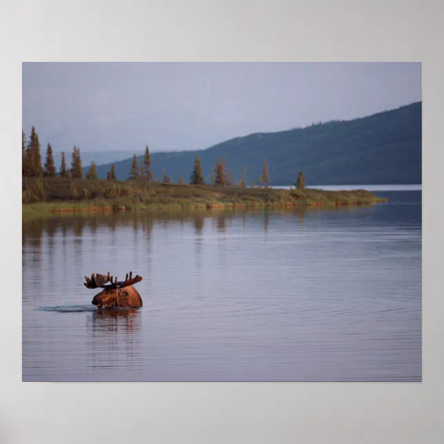 Moose Swimming in Lake Poster | Zazzle