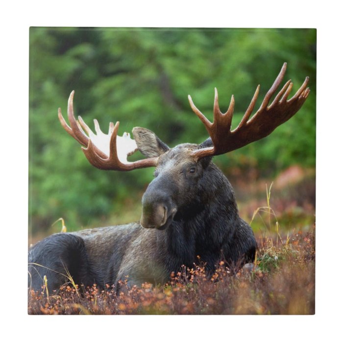 Moose Tile | Zazzle.com