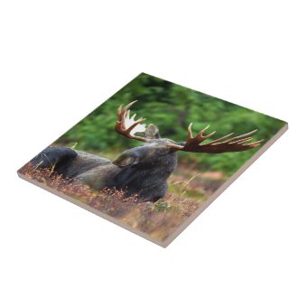 Moose Tile | Zazzle