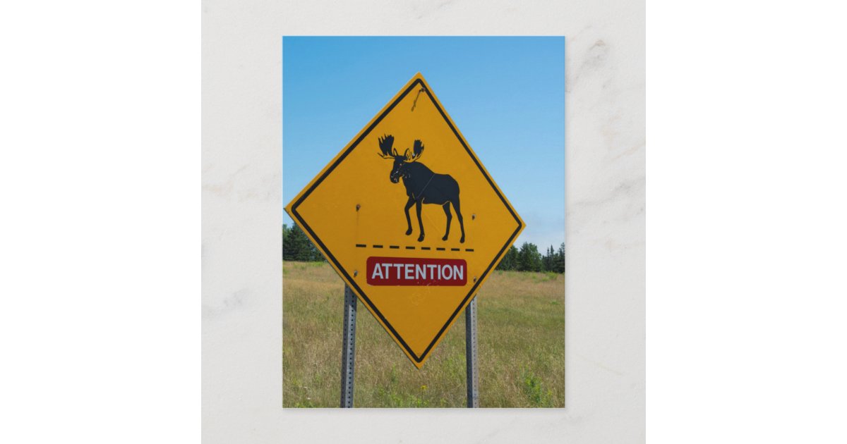 Moose Warning Sign Postcard | Zazzle