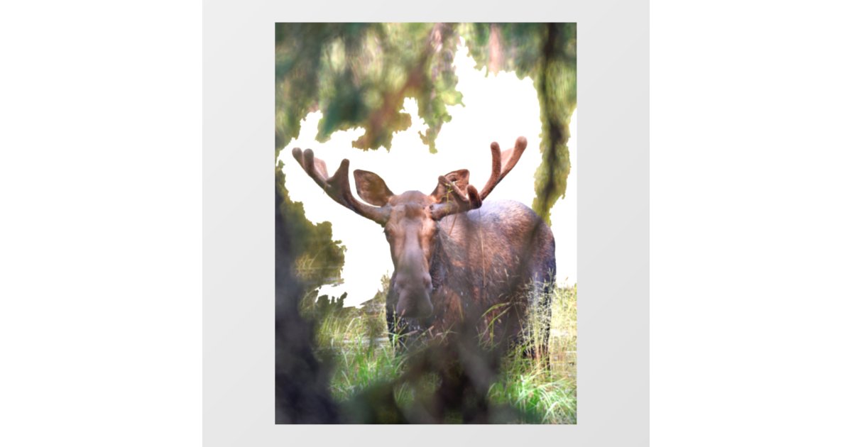 Moose Window Cling | Zazzle