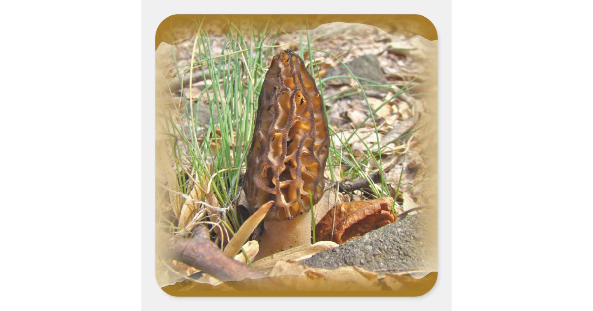 Morel Mushroom Square Sticker | Zazzle